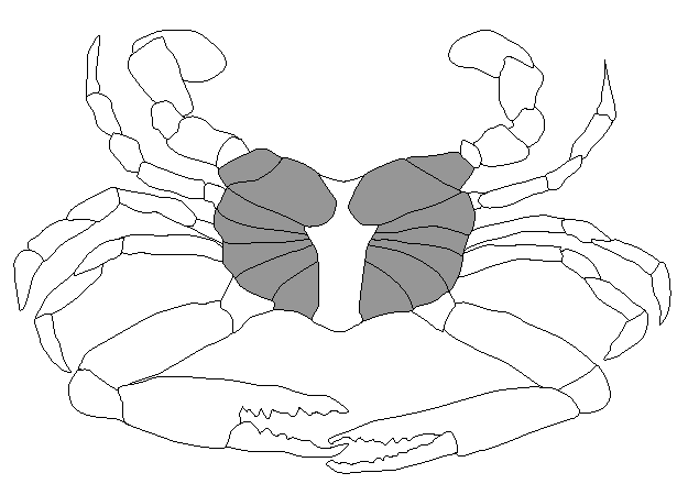 Information and Tips on Crab and Crab Meat Grades